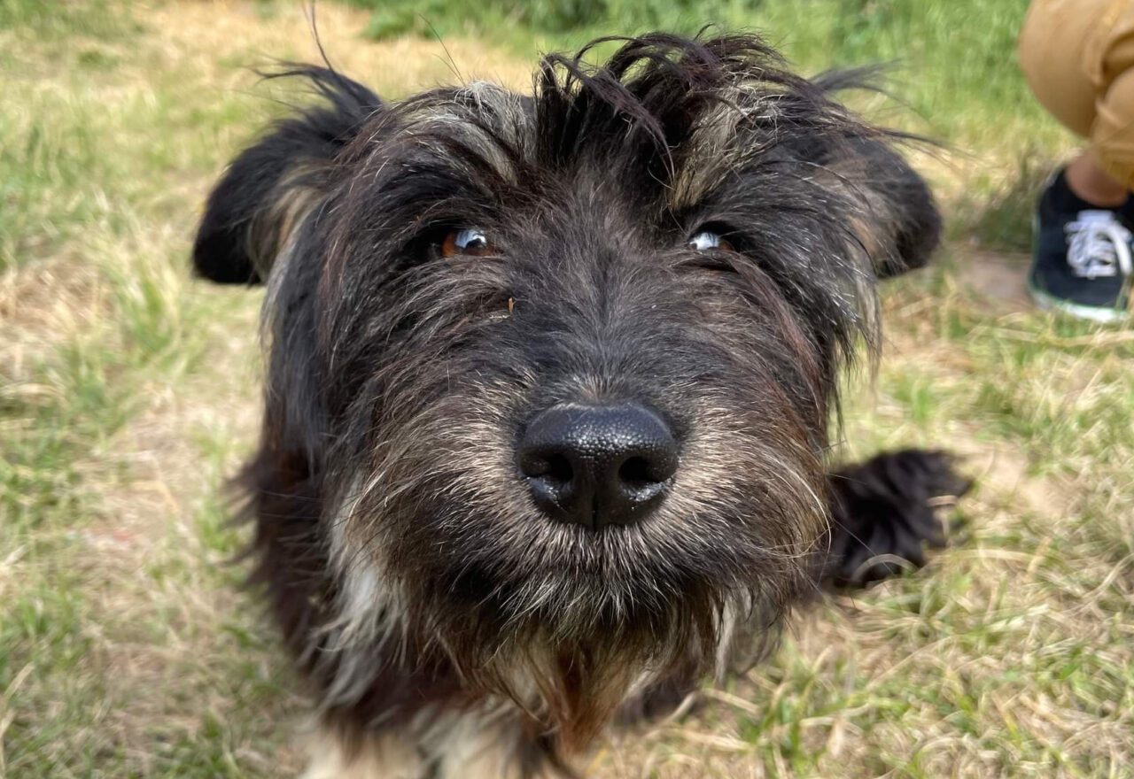 Cool critters | Where the cool cats and dogs hangout