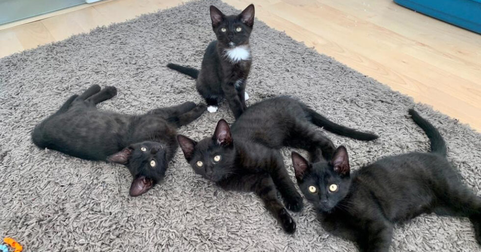 Cool Critters | Cool critters