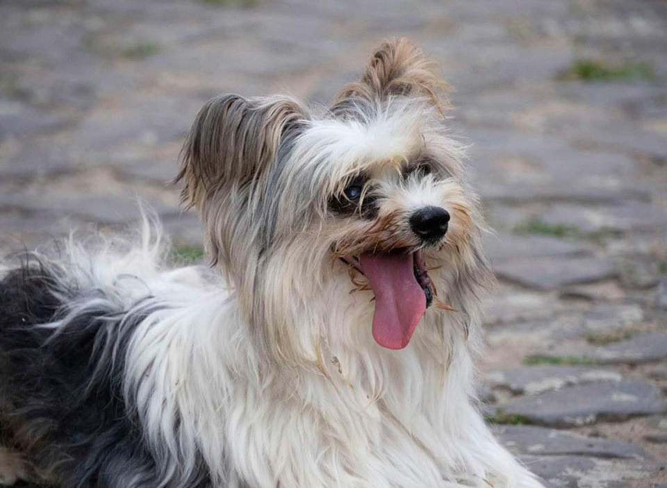 Cool critters | Where the cool cats and dogs hangout