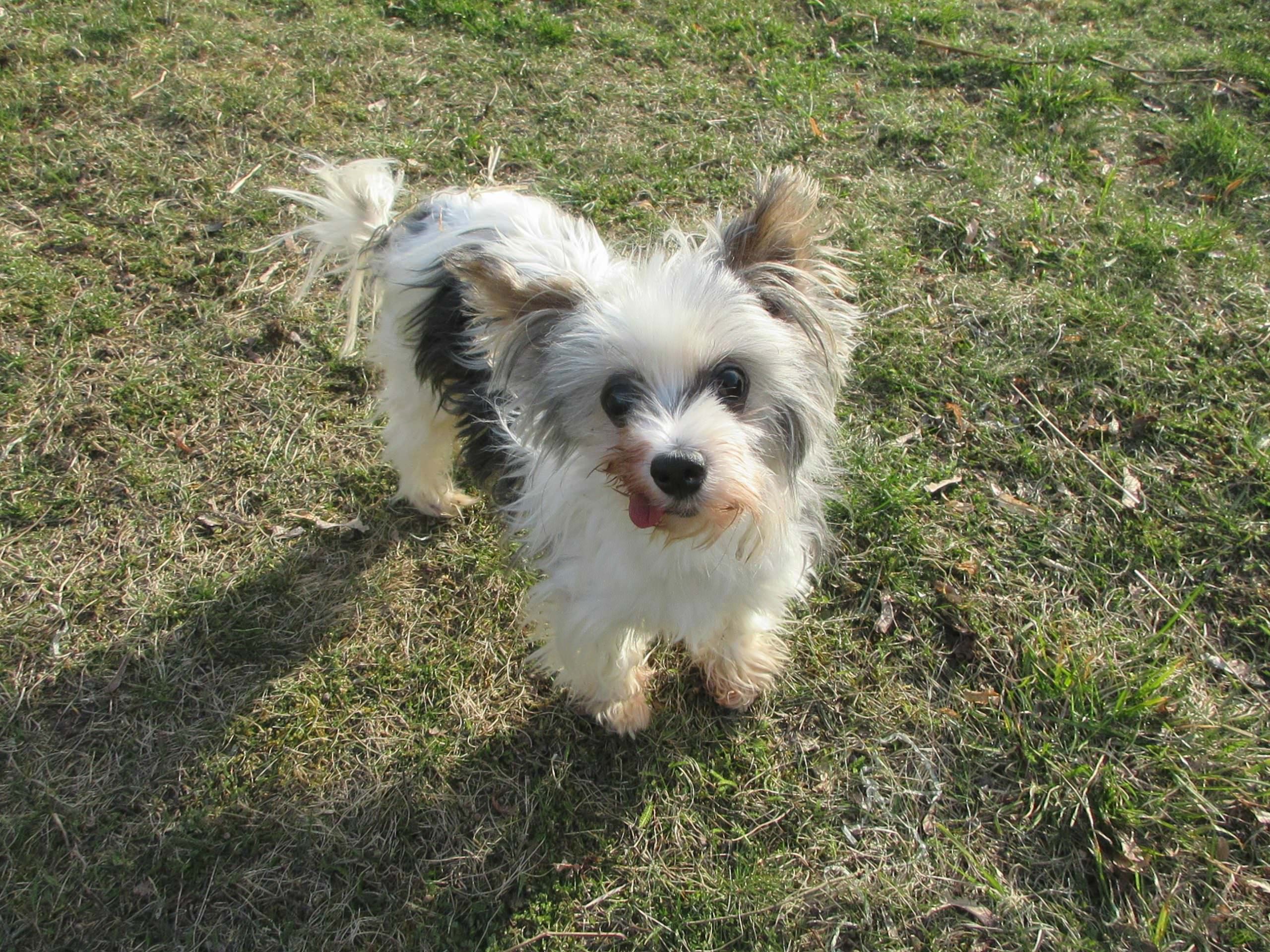 Cool critters | Where the cool cats and dogs hangout