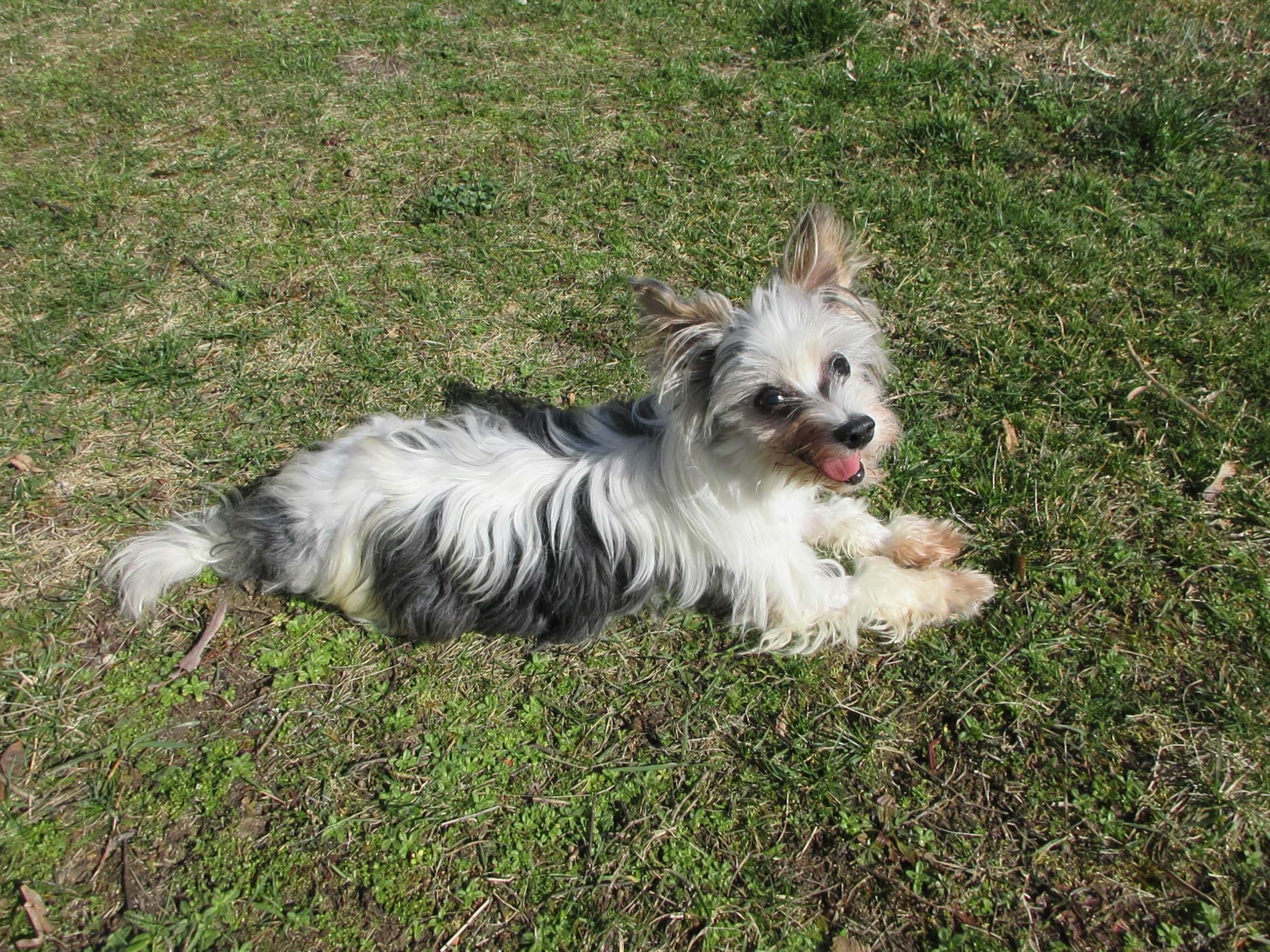 Cool critters | Where the cool cats and dogs hangout