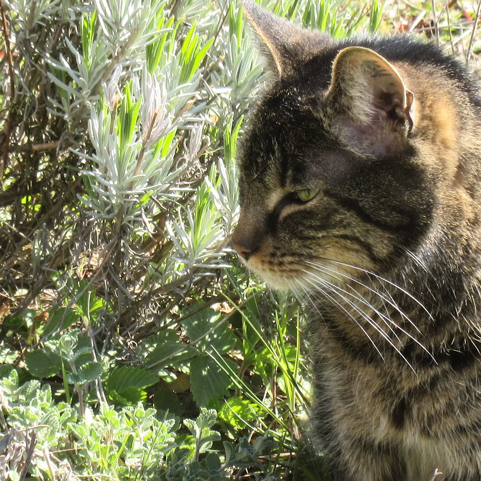 Cool critters | Where the cool cats and dogs hangout