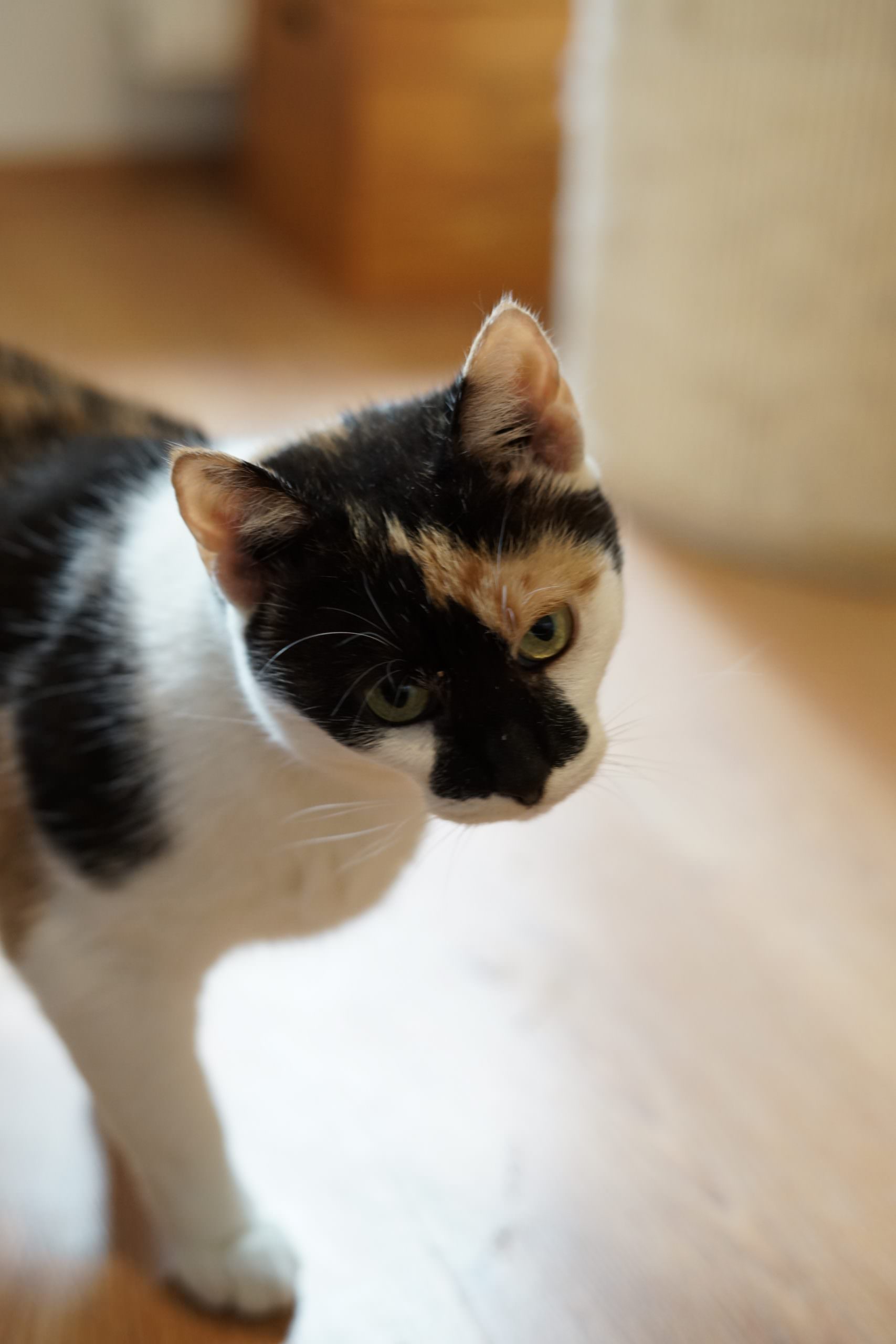 Cool critters | Where the cool cats and dogs hangout