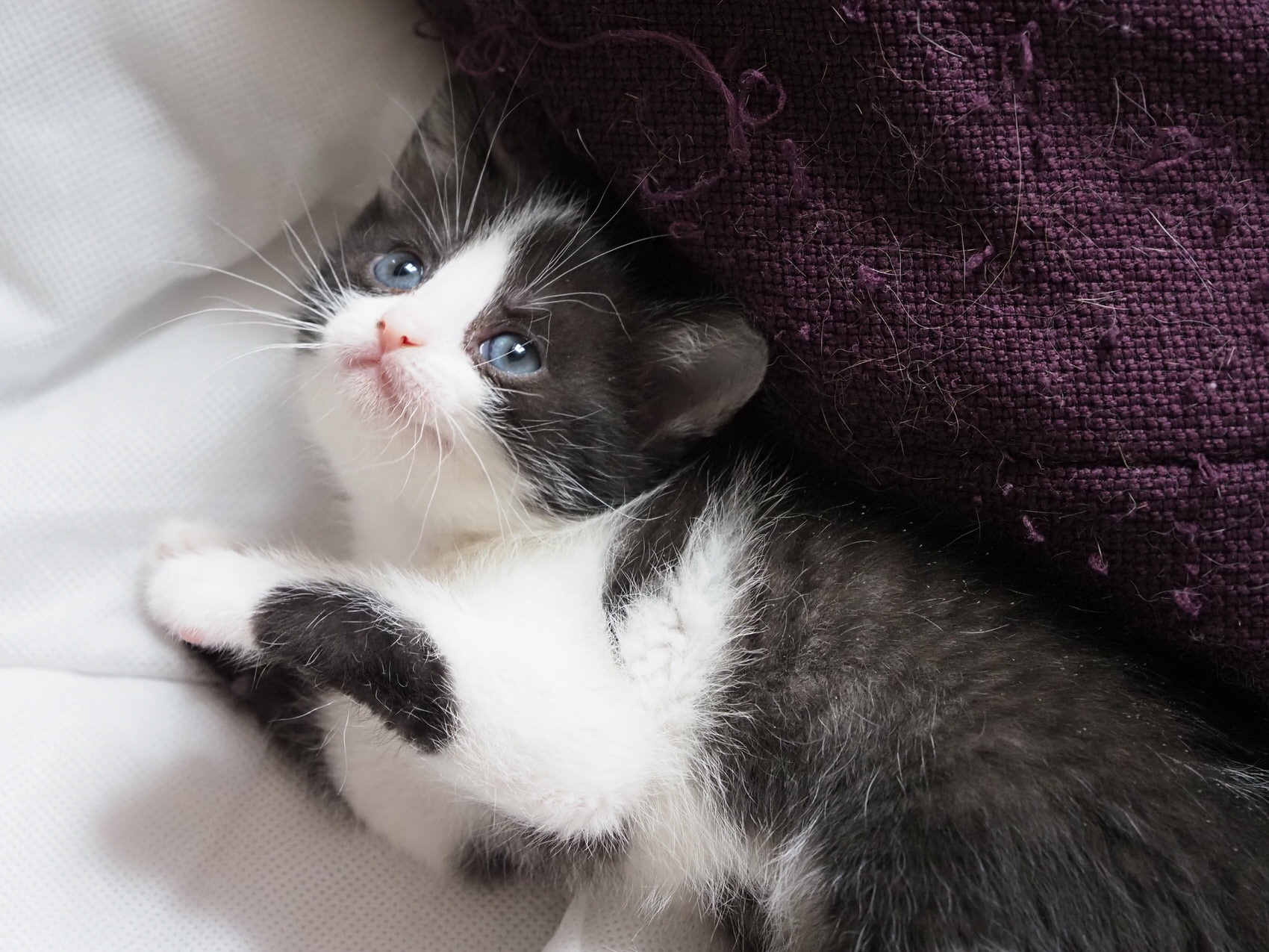 Cool Critters | Cool critters