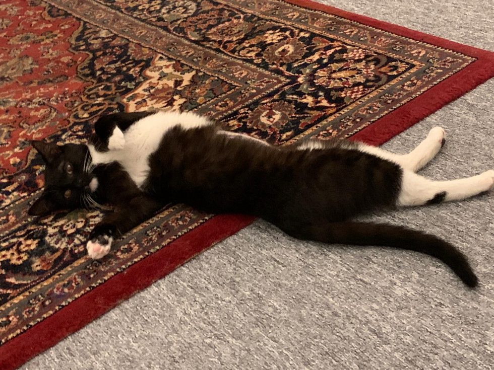 Cici – ADOPTED | Cool critters