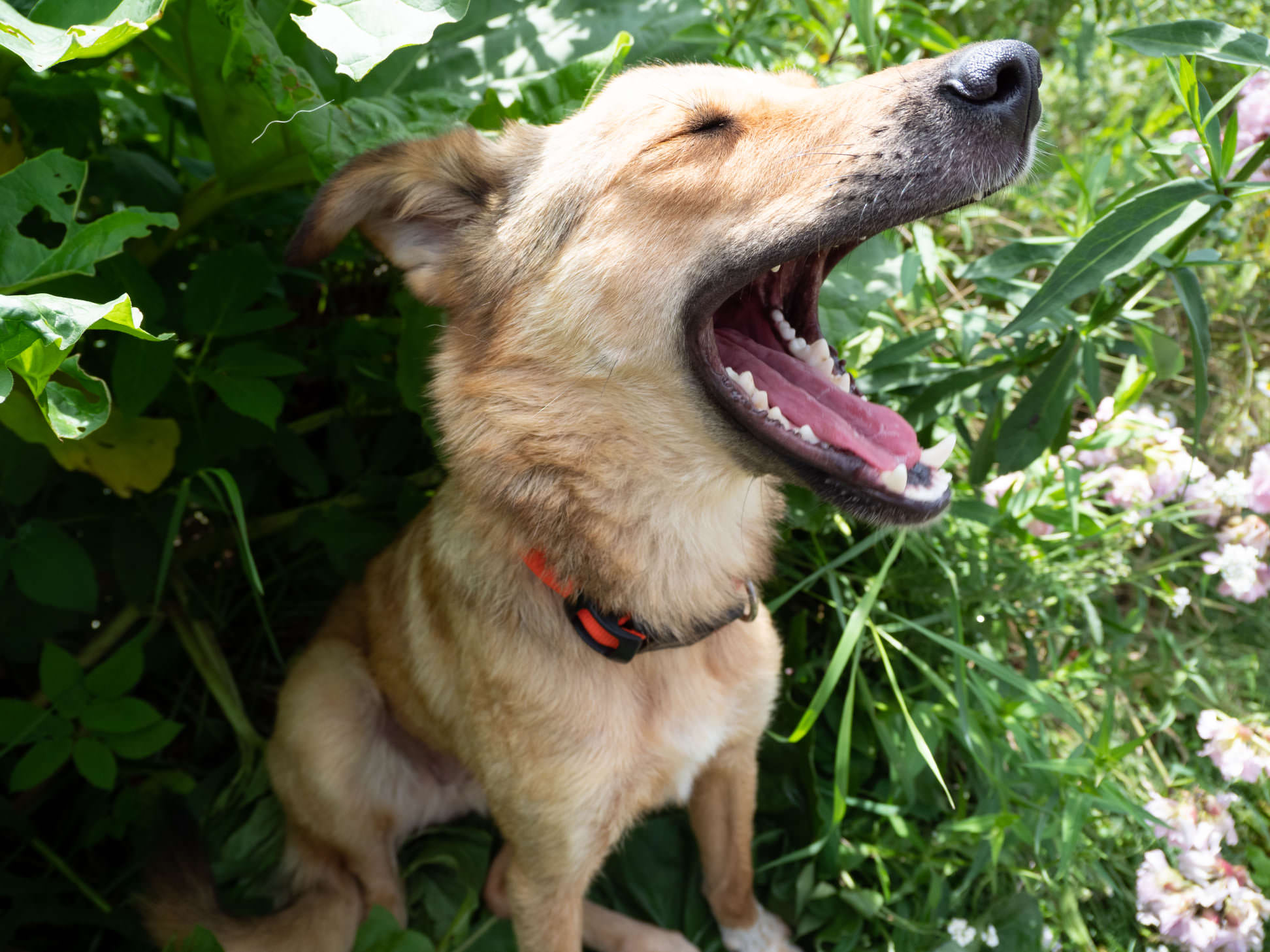 Cool Critters | Cool critters