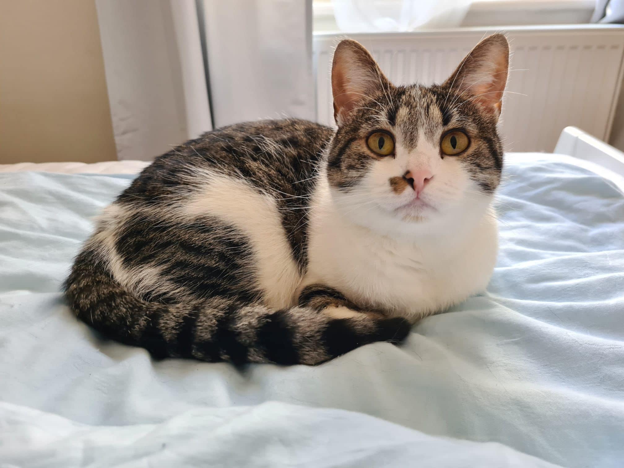 Cool critters | Where the cool cats and dogs hangout