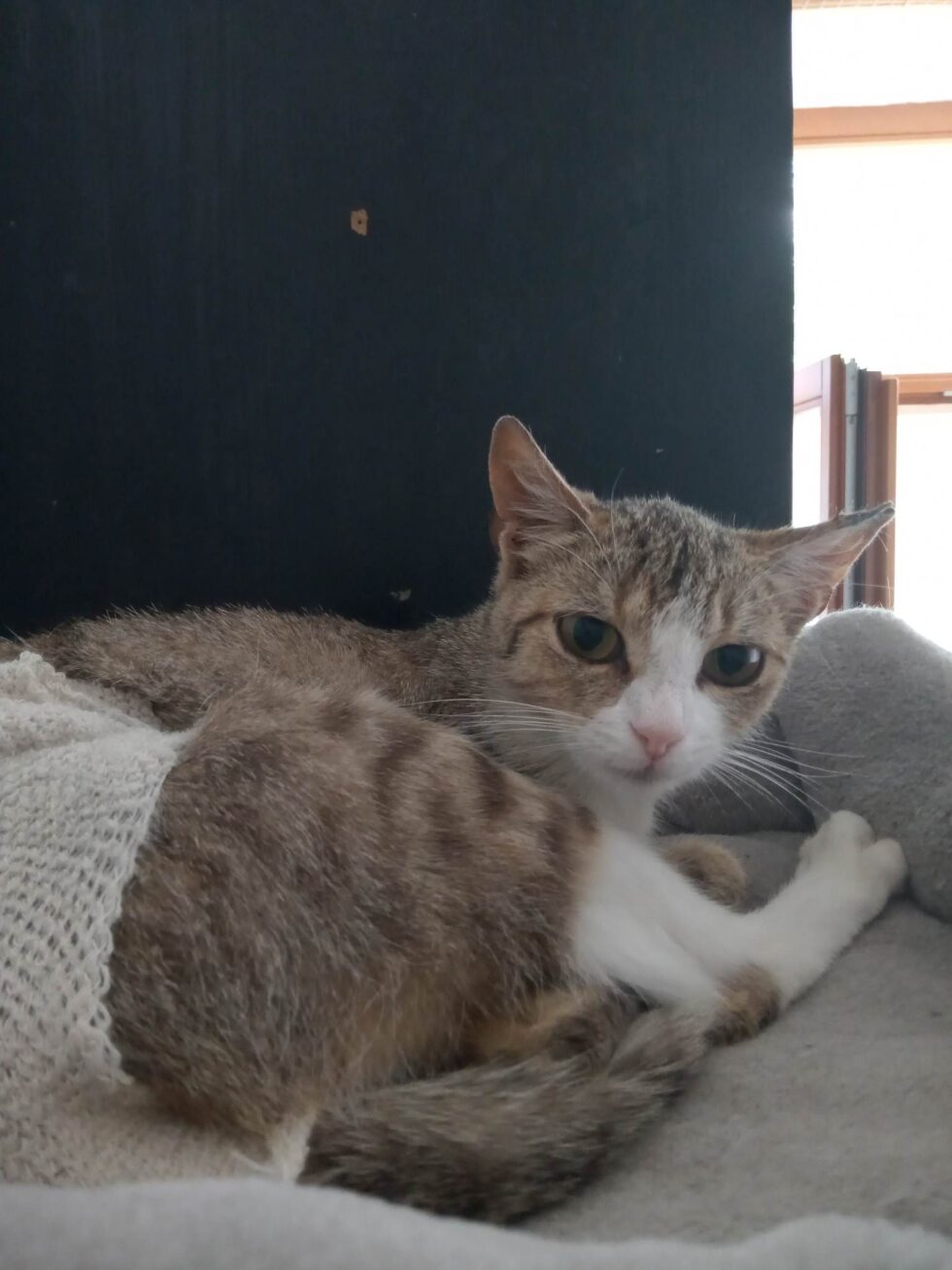 Our animals | Cool critters