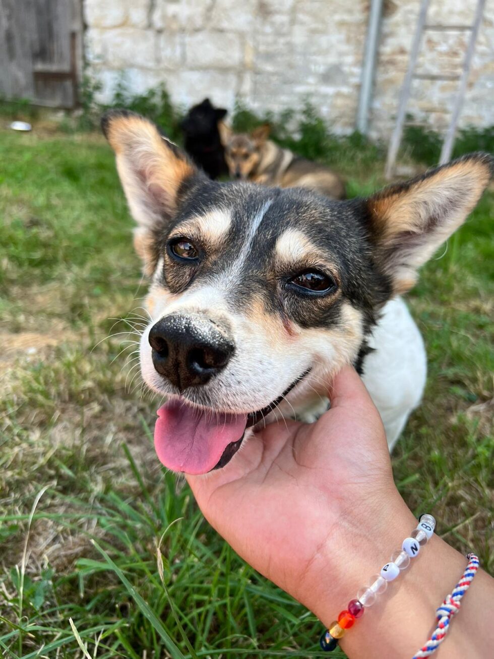 Our animals | Cool critters