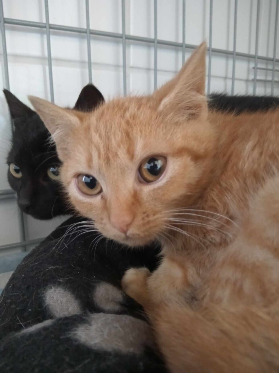 Our animals | Cool critters