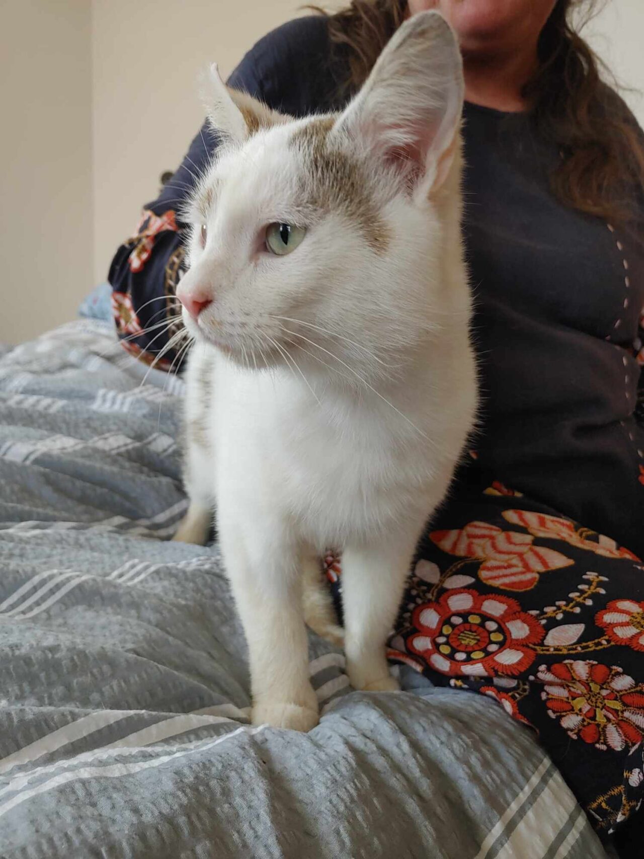 Vazka – ADOPTOVANÝ / ADOPTED | Cool critters
