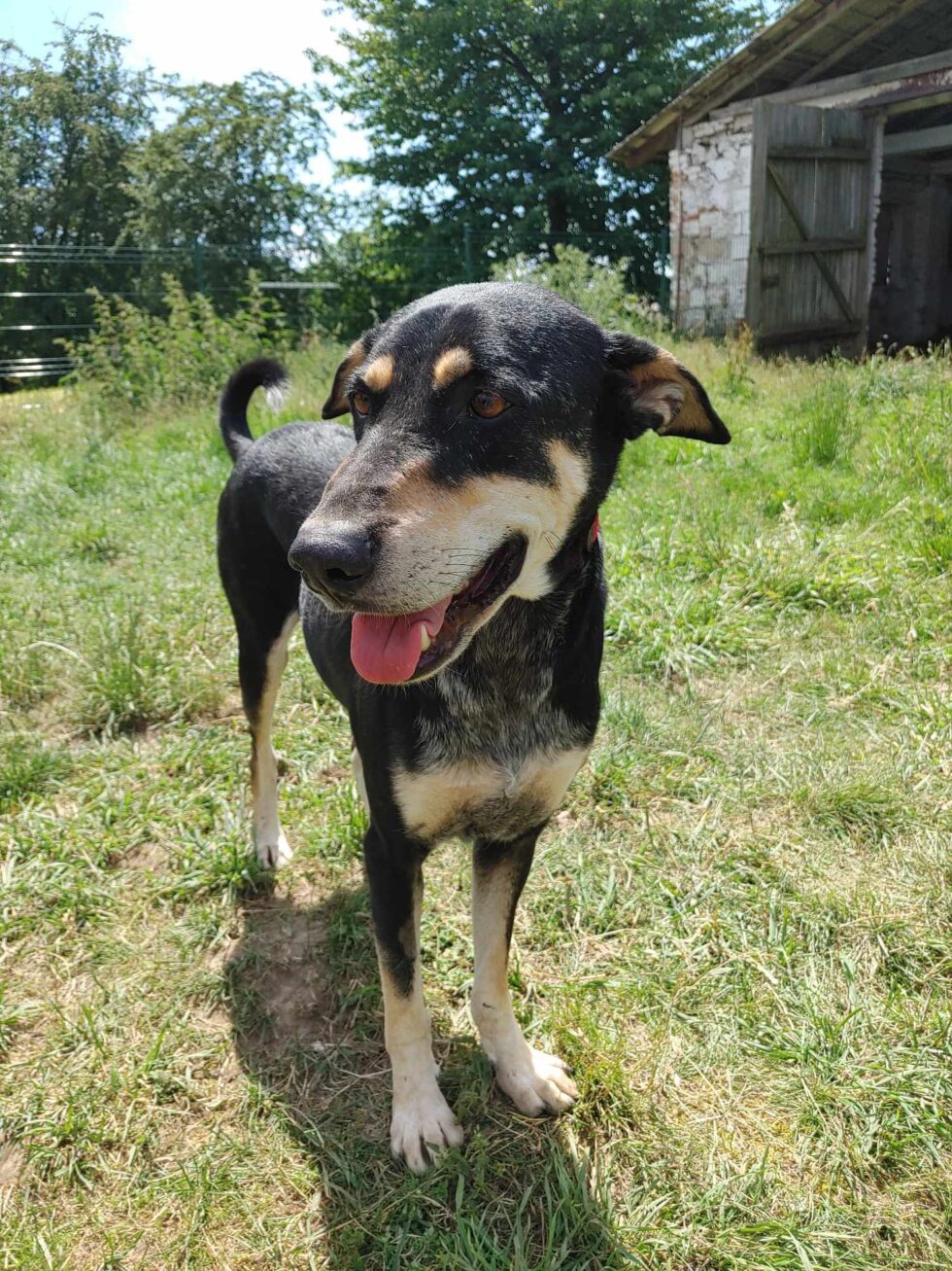 Our animals | Cool critters