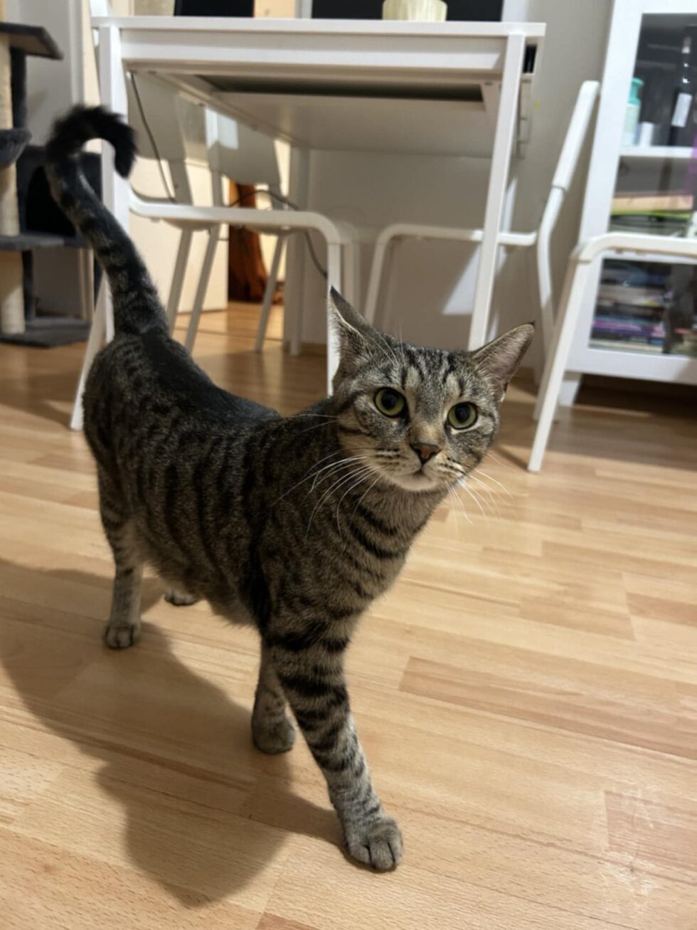 Findik – ADOPTOVANÁ / ADOPTED | Cool critters