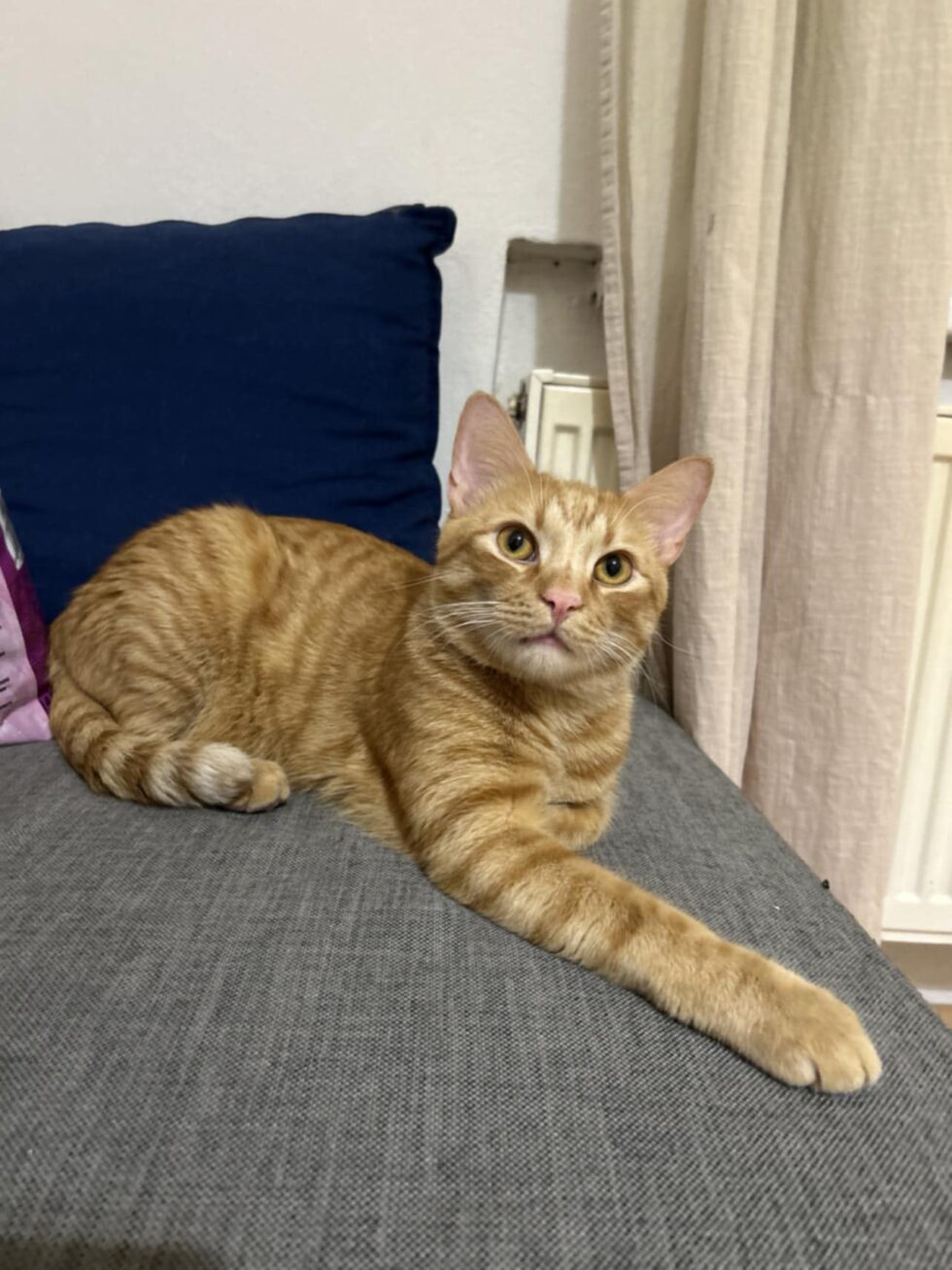 Oliver – ADOPTOVANÝ / ADOPTED | Cool critters